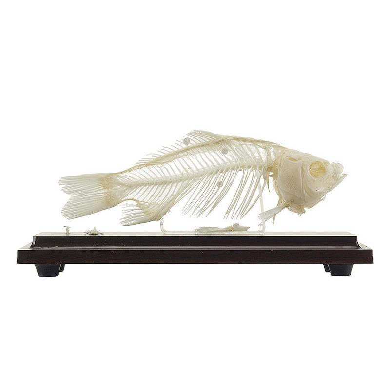 Heine Scientific Fish Skeleton (Carp Fish) - LabWorld.co.uk